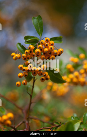 Firelight in autumn Stock Photo - Alamy