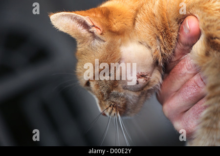 Ginger Cat With An Abscess On Her Face Stock Photo - Alamy