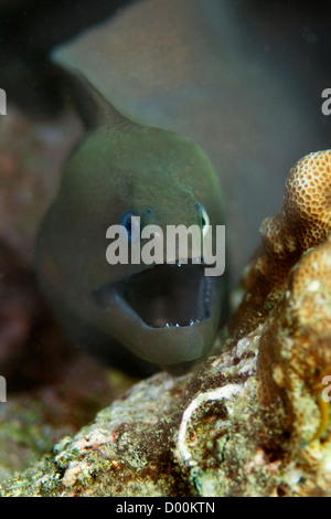 Giant scary Moray Eel Stock Photo - Alamy