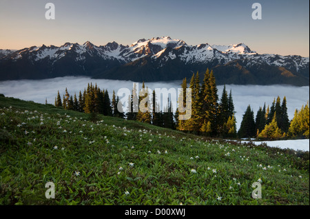 Mount Olympus from the High Divide Trail, Olympic National Park ...