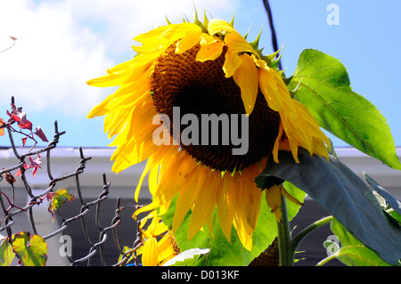 Sunflower growing nest to a chain-link fence Stock Photo - Alamy