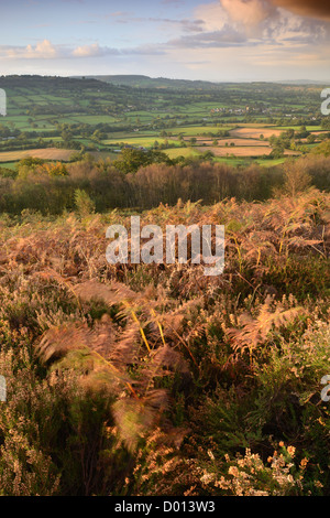 Culmstock Beacon in the Blackdown Hills, Culmstock, Mid Devon Stock ...