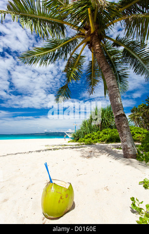 Under coconut tree on the white background Stock Photo - Alamy