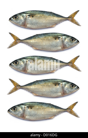 Raw fish Mackerel on a kitchen table. White background. Top view Stock ...