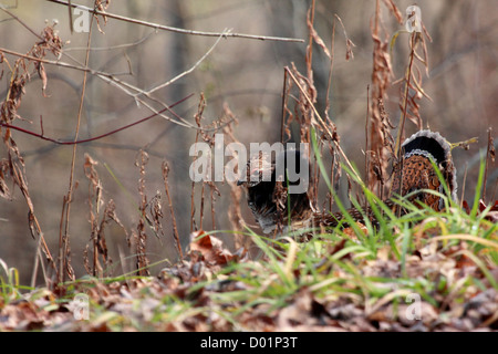 A Ruffed Grouse, Bonasa umbellus) tail feather isolated on white Stock ...