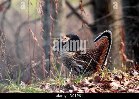 Ruffed grouse drumming in the fall in northern Wisconsin Stock Photo ...