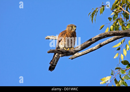 Madagascar kestrel on hunting perch in Madagascar Stock Photo - Alamy