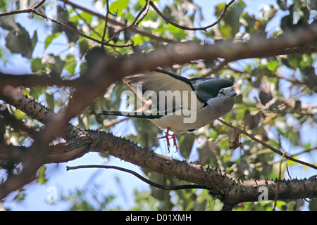 Cuckoo Roller (Leptosomus discolor) flying, Isalo, Madagascar, Africa ...