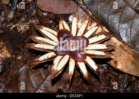 seeds in the forest ground, Anavilhanas, Amazon forest, Amazonas ...