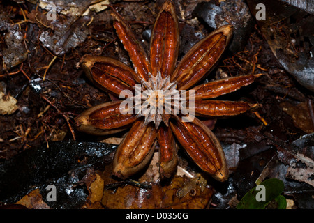 seeds in the forest ground, Anavilhanas, Amazon forest, Amazonas ...