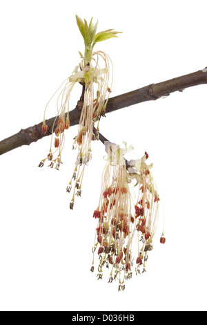 branch maple with developed sprout on white background Stock Photo - Alamy