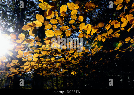 autumn leaves illuminated by the low sunshine Stock Photo - Alamy