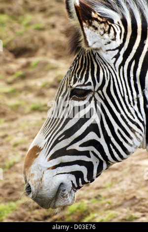 Grevy's zebra (Equus grevyi), also known as the imperial zebra at ...