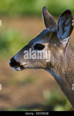 Colusa National WIldlife Refuge, California Stock Photo - Alamy