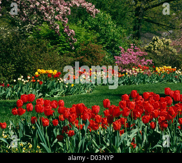 Tulip fire (Botrytis tulipae) disease damage and wilting of tulip ...
