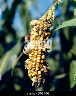 Agriculture - Crop disease, Northern Corn Leaf Blight fungus ...