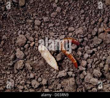 WIREWORM (LARVA) OF CLICK BEETLE (LIMONIUS AGONUS) DESTRUCTIVE-SOIL ...