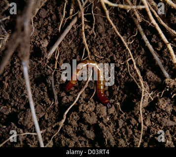 WIREWORM, LARVA OF CLICK BEETLE (LIMONIUS AGONUS) LARVA AND PUPA IN ...