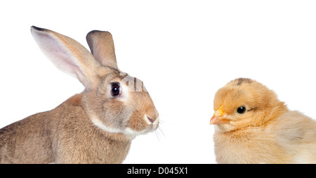 Two different farm´s animals isolated on white background Stock Photo ...