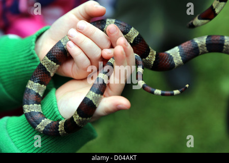 Snake and child at a petting zoo Stock Photo - Alamy