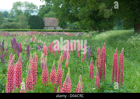 Lupins in field in front of St Peter's Church, Terwick, Rogate, West ...