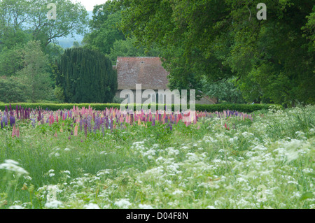 Lupins in field in front of St Peter's Church, Terwick, Rogate, West ...
