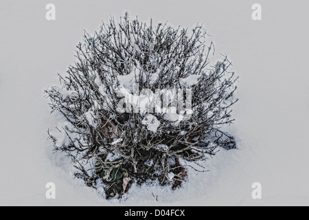 Lavender bush in winter covered with snow. Plants and flowers in winter ...