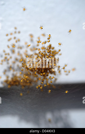 Orb Spiders hatching Stock Photo - Alamy