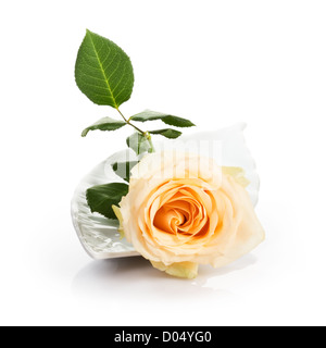 Salmon colored rose flower on white backgrpund. peach rose Stock Photo ...
