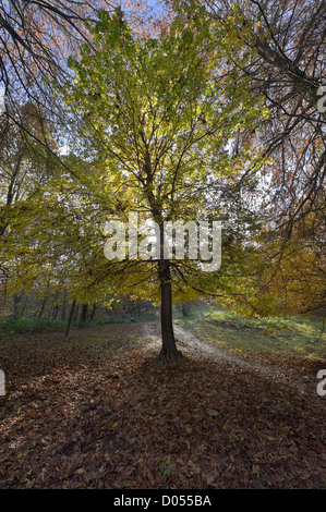 a Maddalena urban park foreshortening, Turin, Piedmont, Italy Stock ...