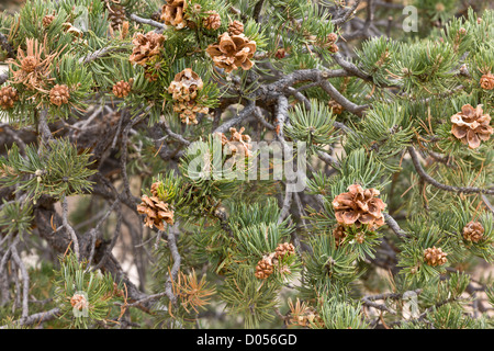 Pinyon Pine, Pinus edulis, with cones; Utah, USA Stock Photo - Alamy