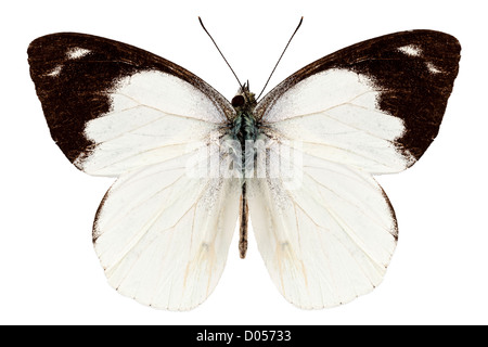 Plain Puffin Butterfly [Appias indra plan] (upper and lower Stock Photo ...