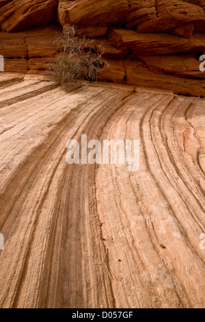 Littleleaf Mountain Mahogany, on Navajo sandstone, with Temple Cap ...