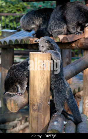 Binturong, Asian Bearcat or Palawan Bearcat (Arctictis binturong Stock ...