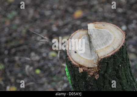 Stump of a sawn-off tree Stock Photo - Alamy