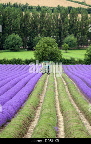 Lavender fields Kent Stock Photo - Alamy