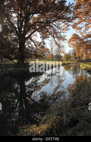 The branches of an oak tree reflected in a pool of water at Amberwood ...