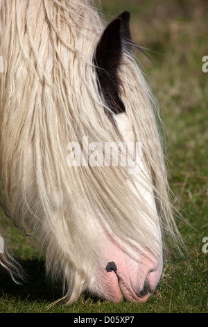 Horse with long hair fringe and or main Stock Photo - Alamy