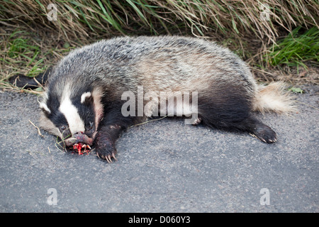 Badger Road Kill Stock Photo - Alamy