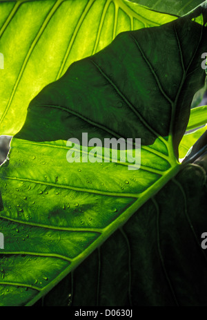 A backlit Elephant Ear plant (Araceae) at Papillote Gardens in the ...