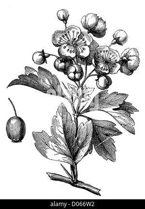 Old botanical illustration engraving of Hawthorn / Crataegus oxycantha ...