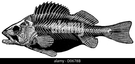 Perch skeleton, illustration Stock Photo - Alamy