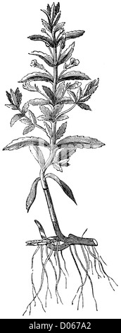 Botanical drawing of hyssop Stock Photo - Alamy