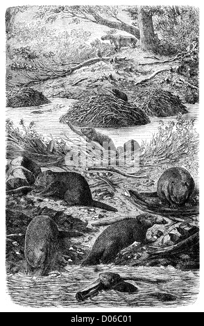 BEAVERS AT WORK Stock Photo - Alamy