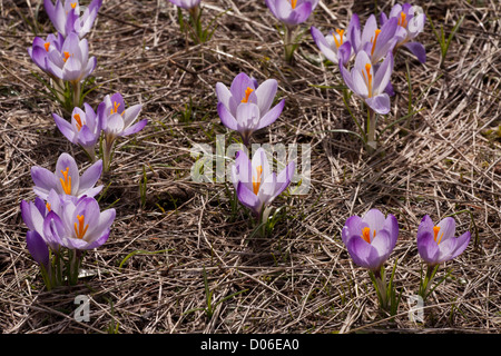 Crocuses, Crocus sieberi ssp. sublimis, at the snowline in spring, on ...