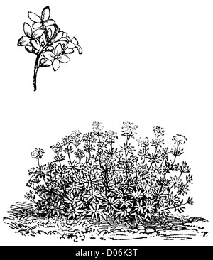 Botanical drawing of woodruff Stock Photo - Alamy