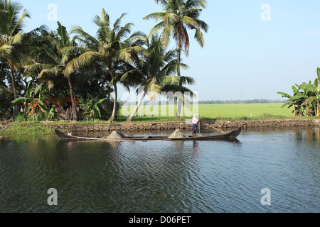 Alappuzha, paddy field, Kerala, South India, Asia Stock Photo - Alamy