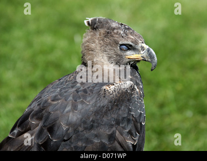 Crowned Hawk-eagle (Stephanoaetus Coronatus). Balule Private Nature ...