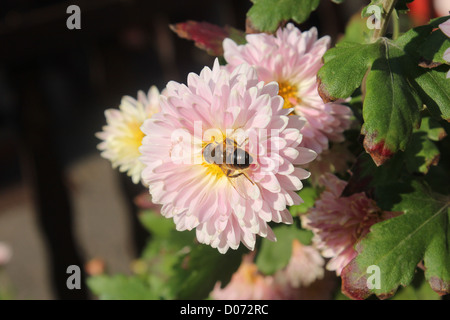fly, air, flying, wing, leg, flower, pink, decor, beauty, sun, leaf ...
