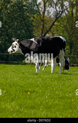 Dutch cow in the meadow Stock Photo - Alamy